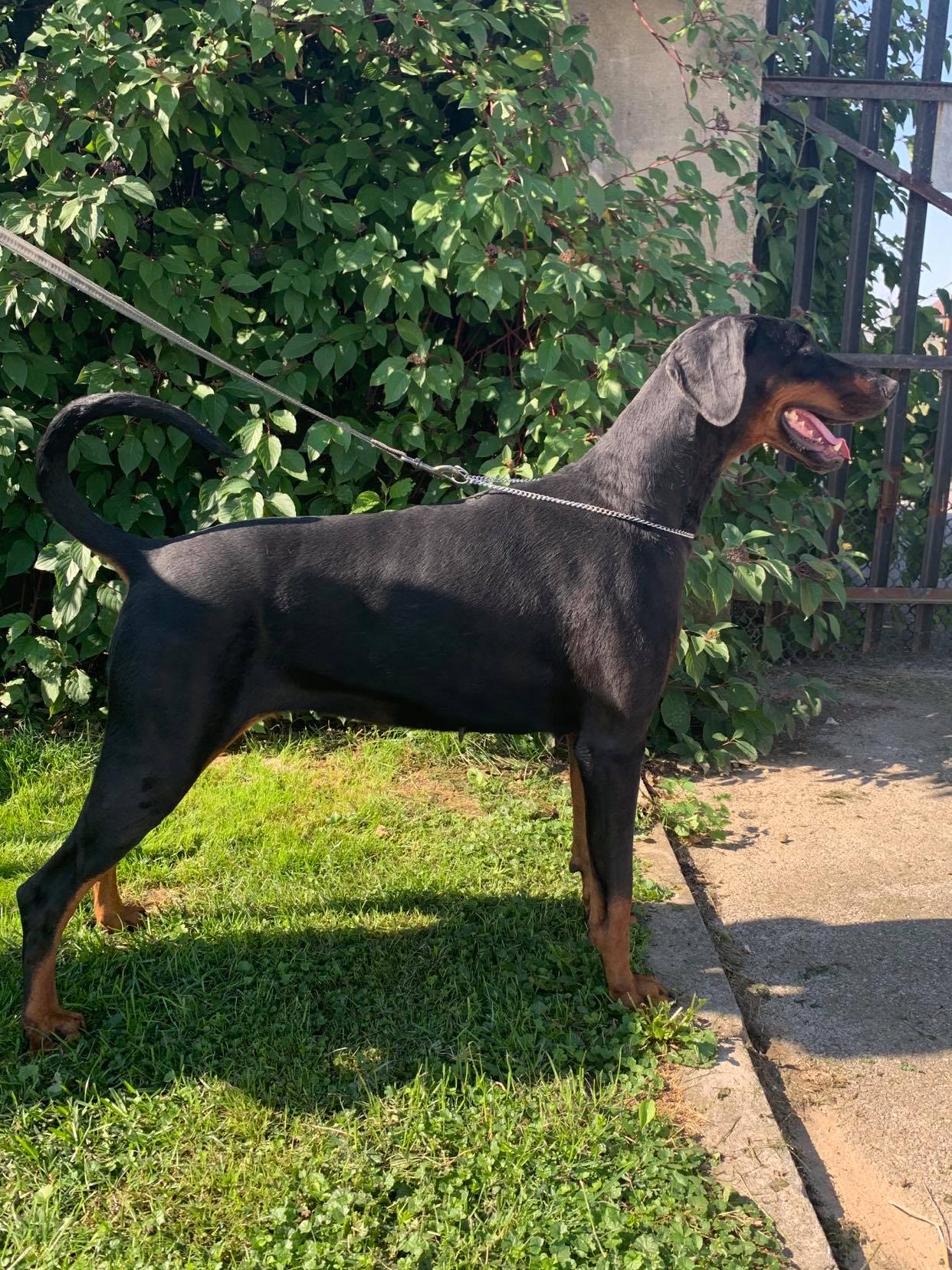 TAMMA z Rancza Sutam (suka) – MŁ. CHAMPION PL, CHAMPION POLSKI